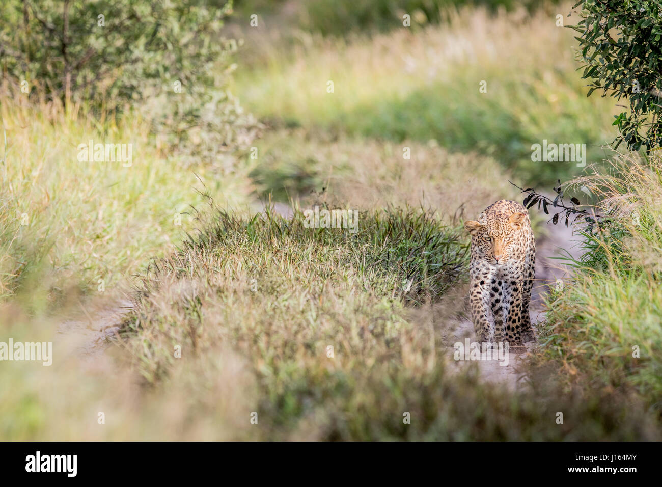 Leopard walking towards the camera in the Central Khalahari, Botswana ...