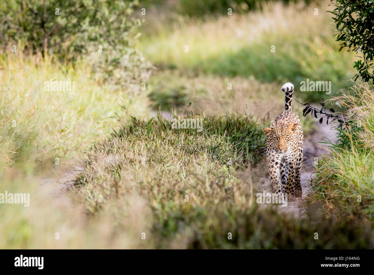 Leopard walking towards the camera in the Central Khalahari, Botswana ...