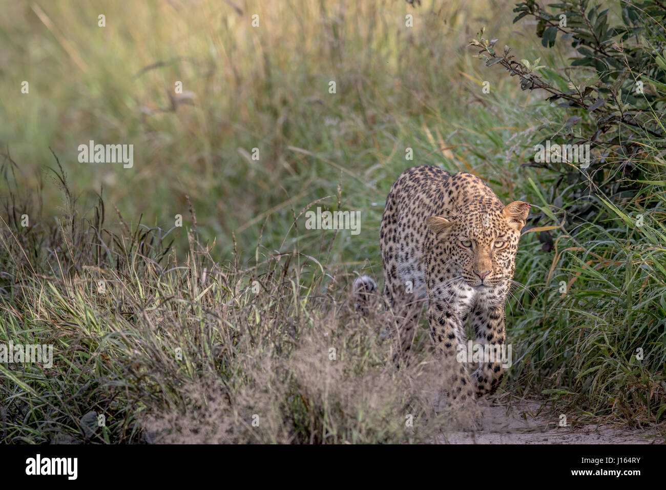 Leopard walking towards the camera in the Central Khalahari, Botswana ...