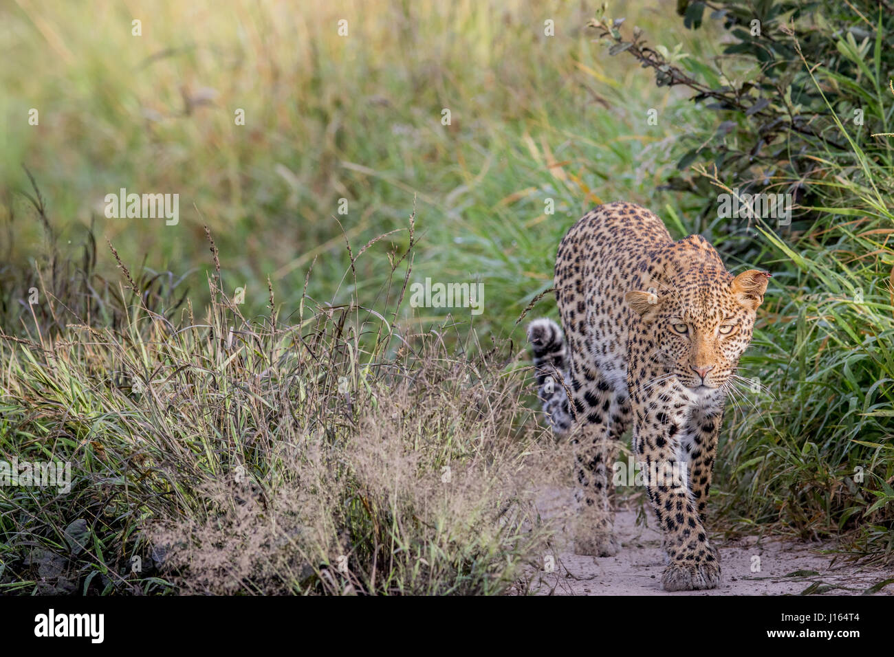 Leopard walking towards the camera in the Central Khalahari, Botswana ...