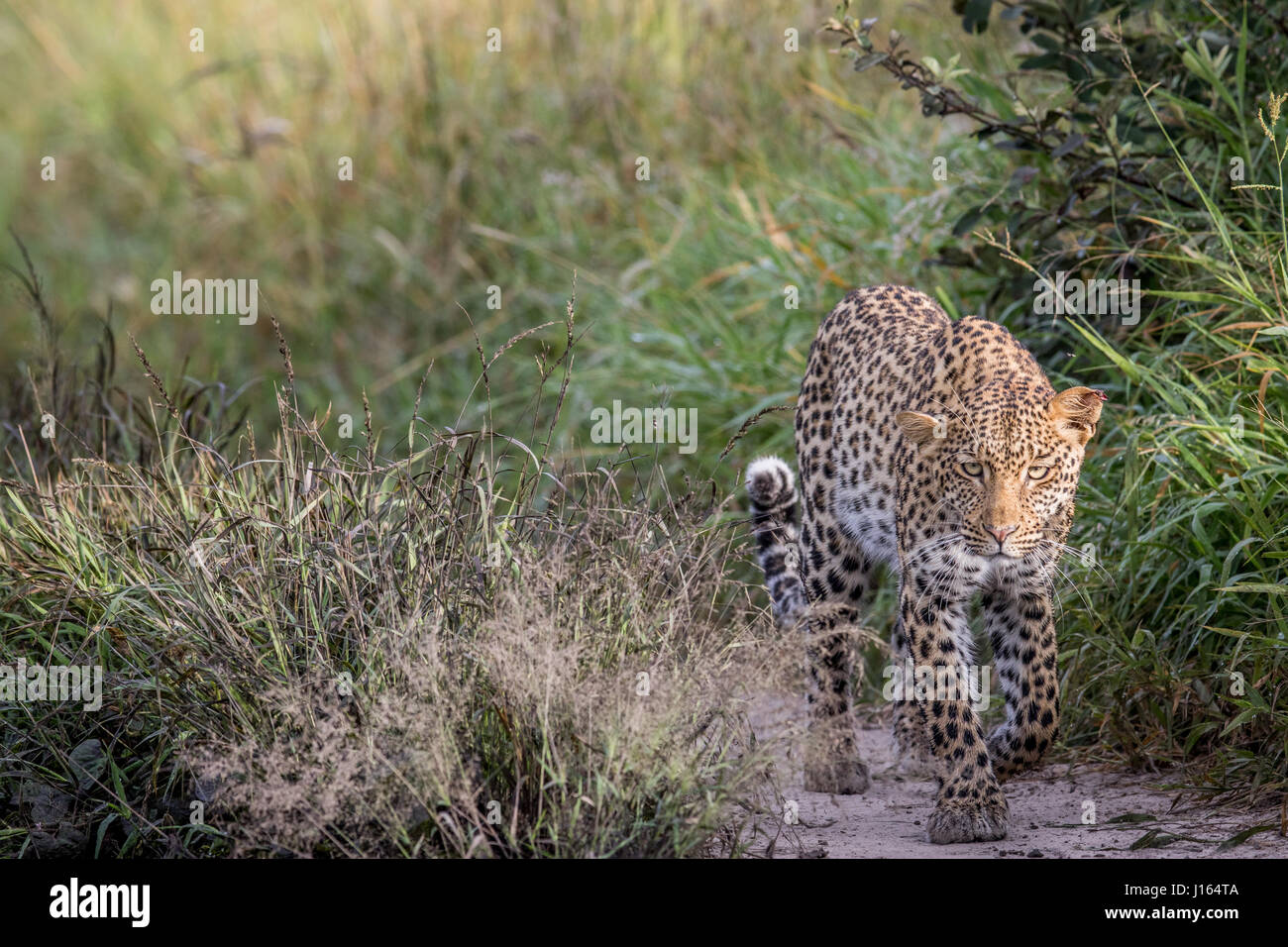 Leopard walking towards the camera in the Central Khalahari, Botswana ...