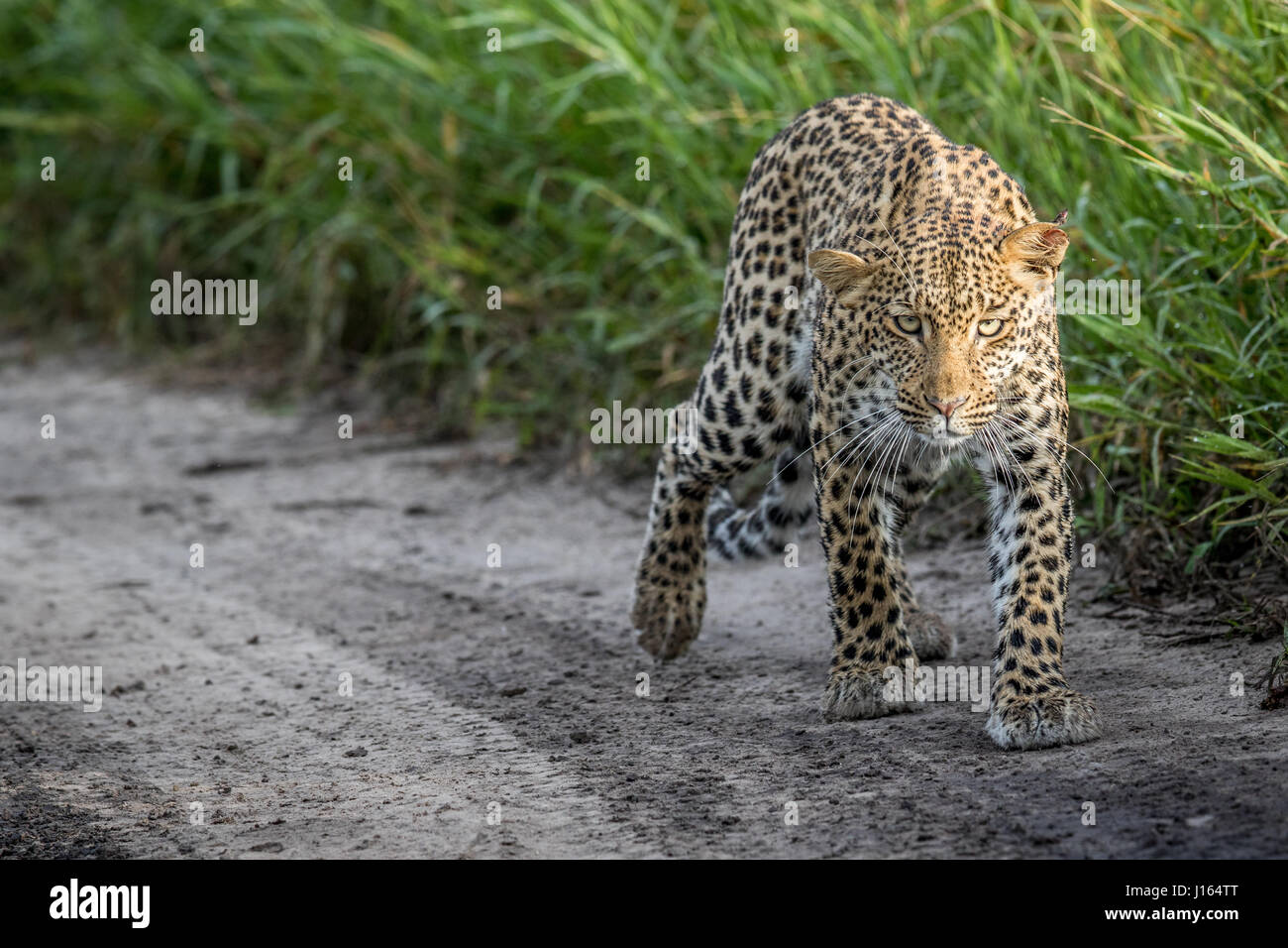 Leopard walking towards the camera in the Central Khalahari, Botswana ...
