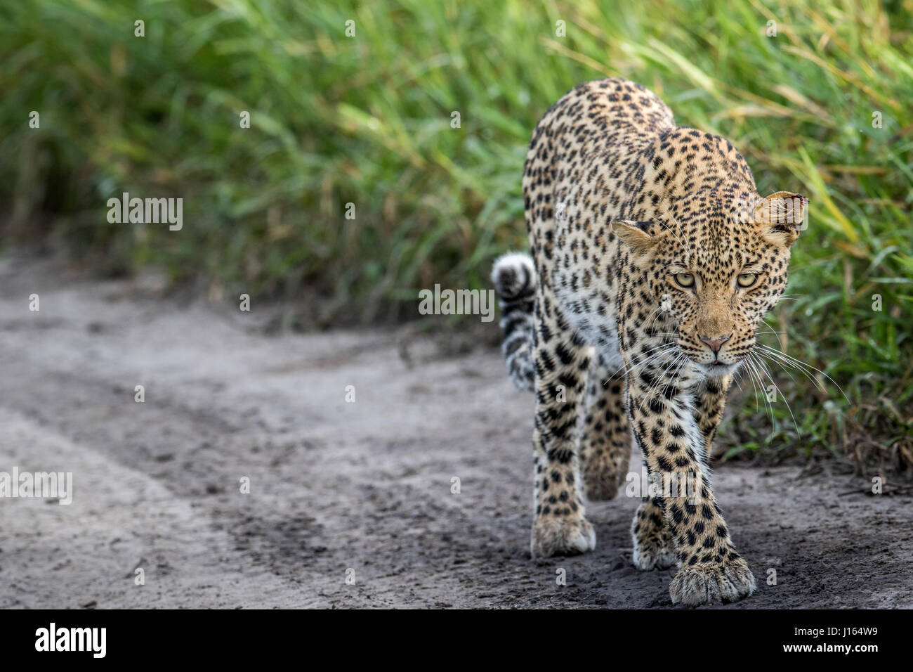 Leopard walking towards the camera in the Central Khalahari, Botswana ...