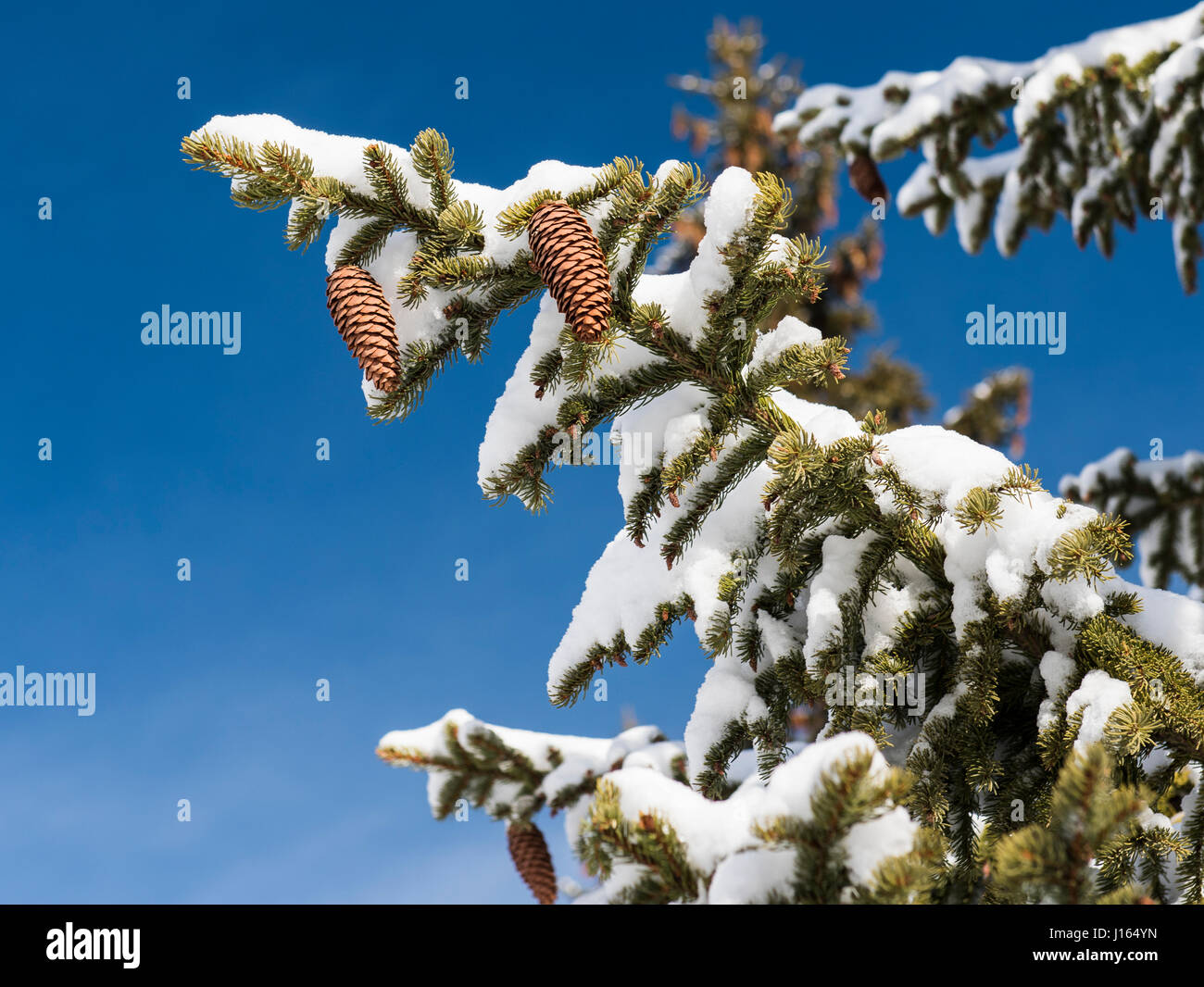 Snow covered alpine coniferous pine tree closeup with cones against ...