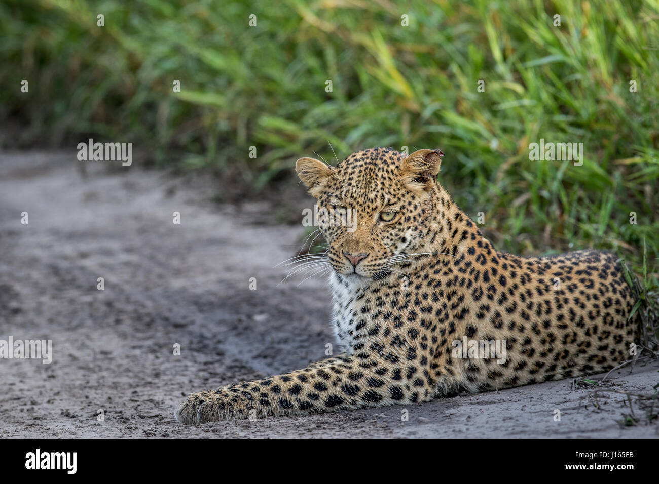 Leopard laying on sand in the Central Khalahari, Botswana Stock Photo ...
