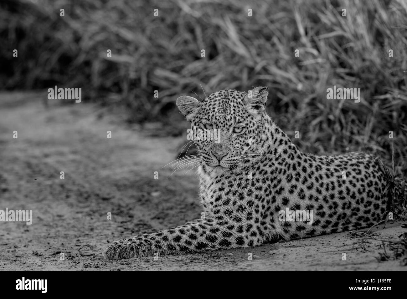 Leopard laying on sand in black and white in the Central Khalahari ...