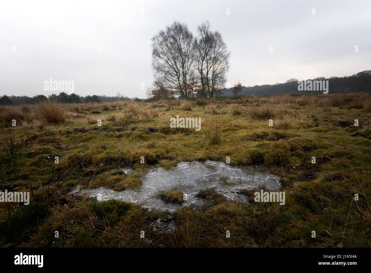 Heath land hi-res stock photography and images - Alamy