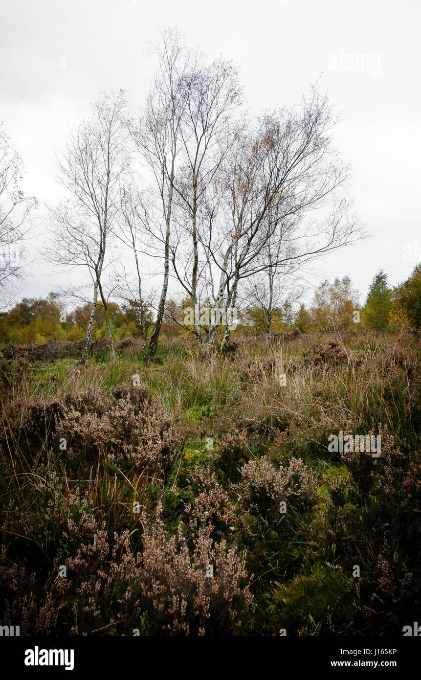 Trees on Heath land in Winter Stock Photo - Alamy