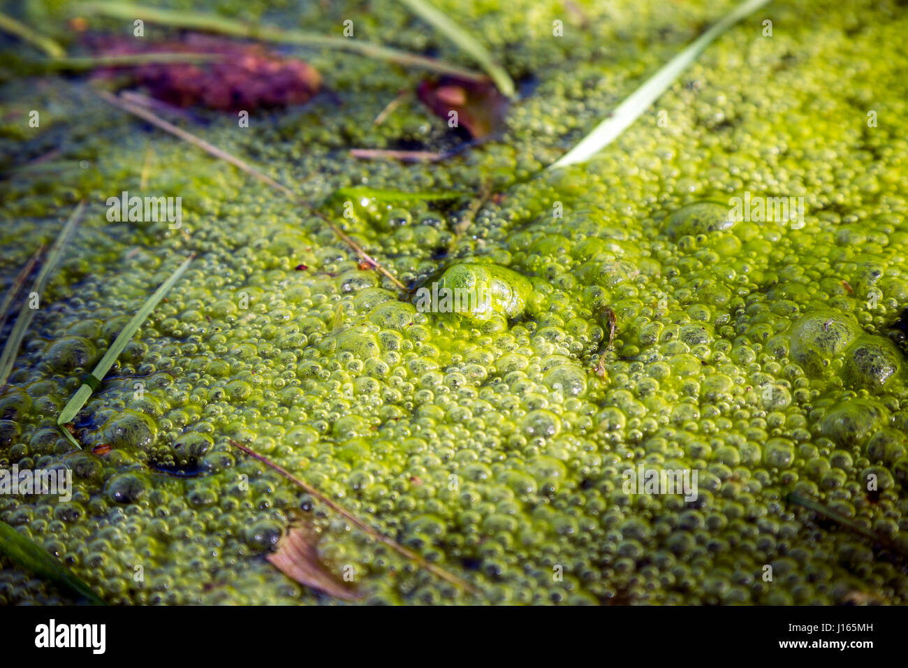 pond containing tadpoles,a tadpole, amphibian, aquatic, cycle, frog ...