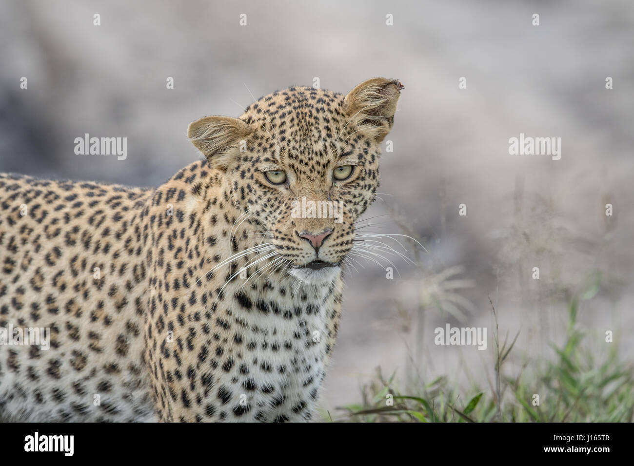 Leopard starring at the camera in the Central Khalahari, Botswana Stock ...
