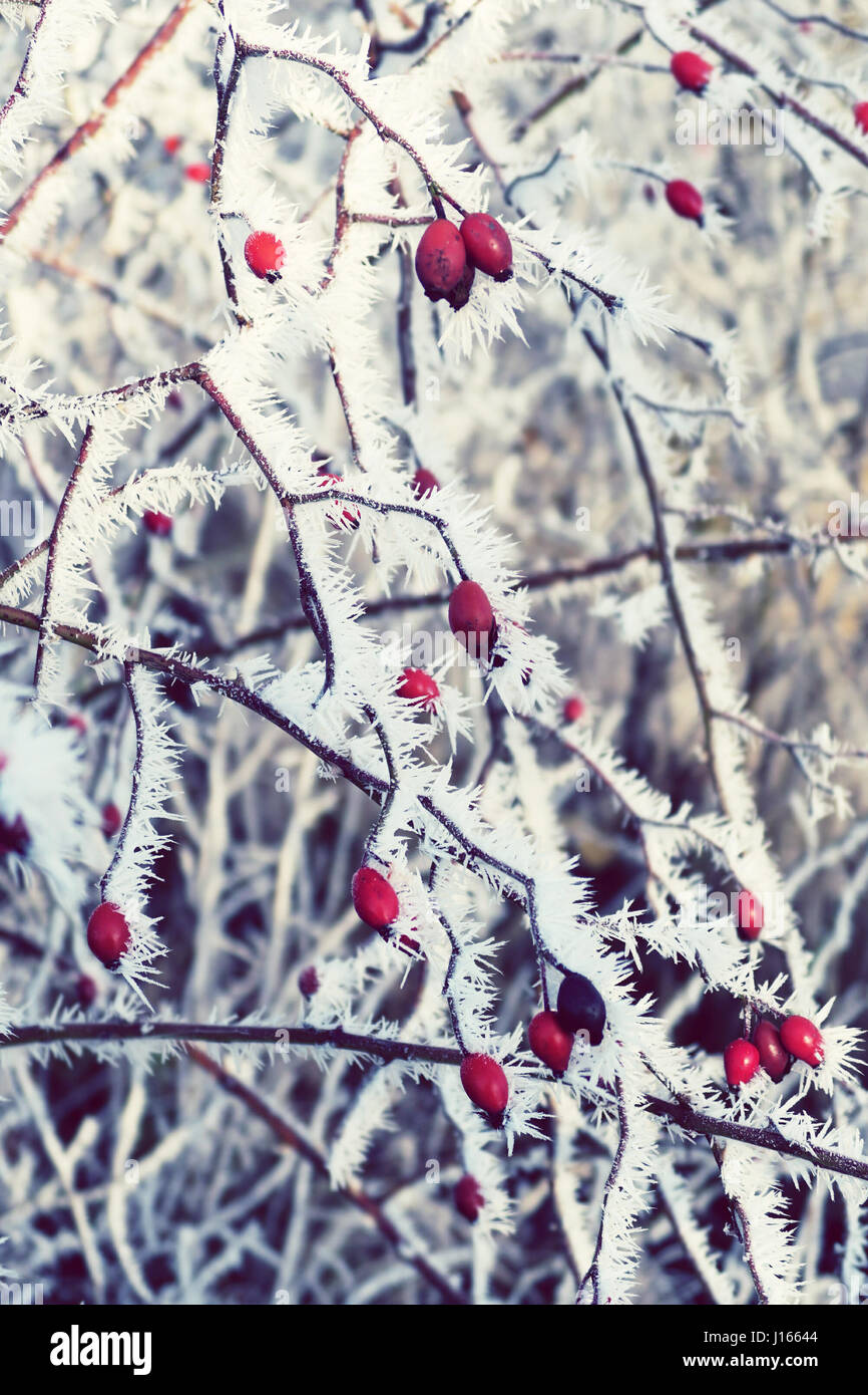 Dog frosty rime hi-res stock photography and images - Alamy