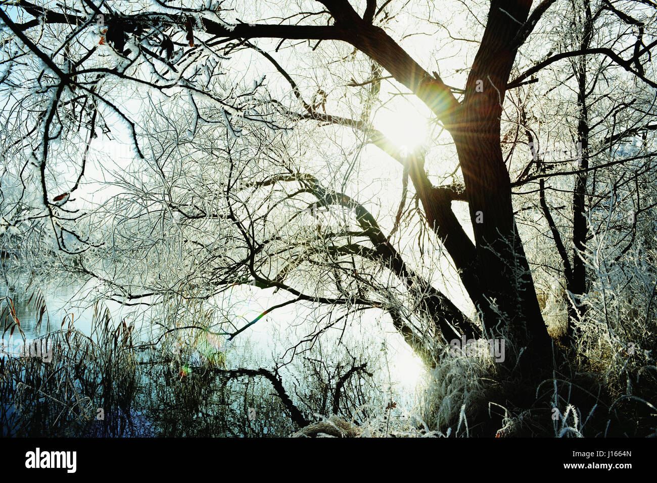 rime frost landscape at Havel river (Brandenburg - Germany). Along ...