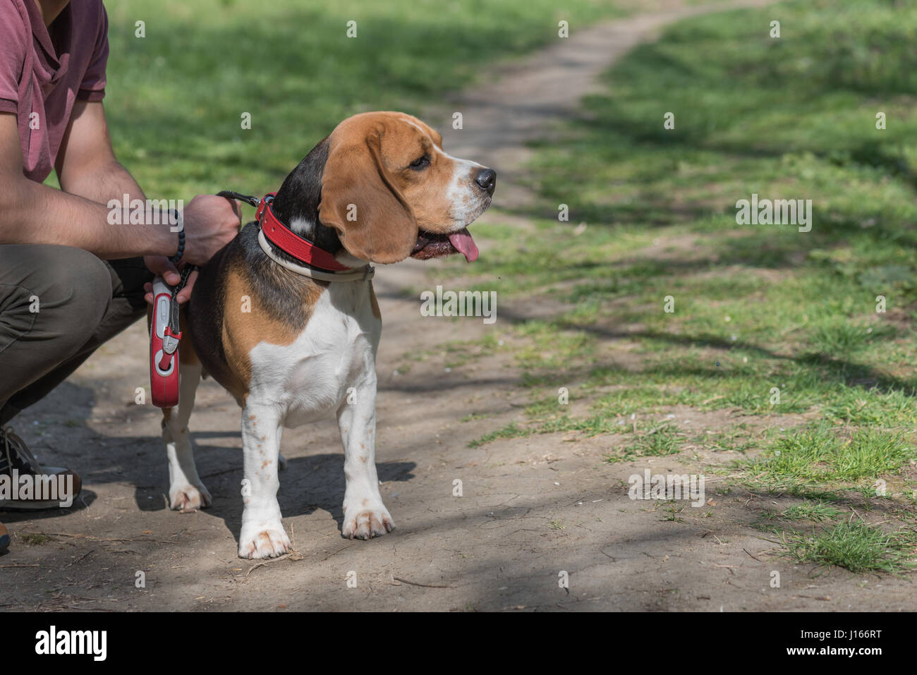 Beagle standing field hi-res stock photography and images - Alamy