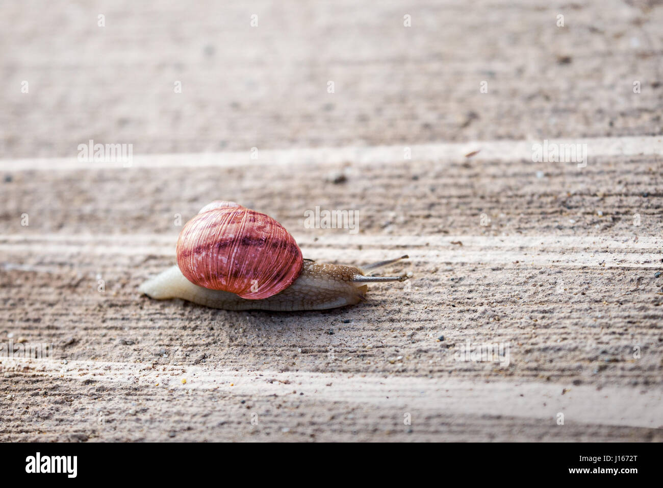 Snail slowly crawling along the road. Traffic Laws Stock Photo - Alamy