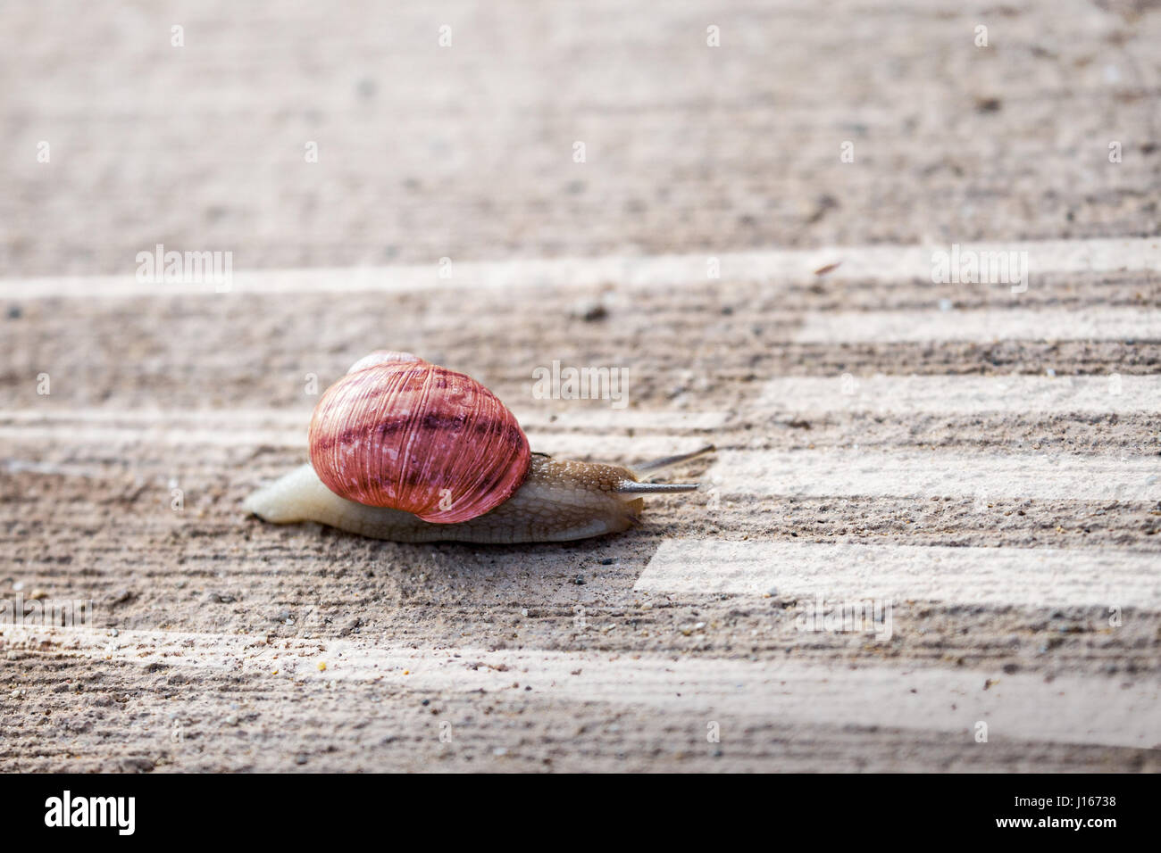 Snail slowly crawling along the road. Traffic Laws Stock Photo - Alamy