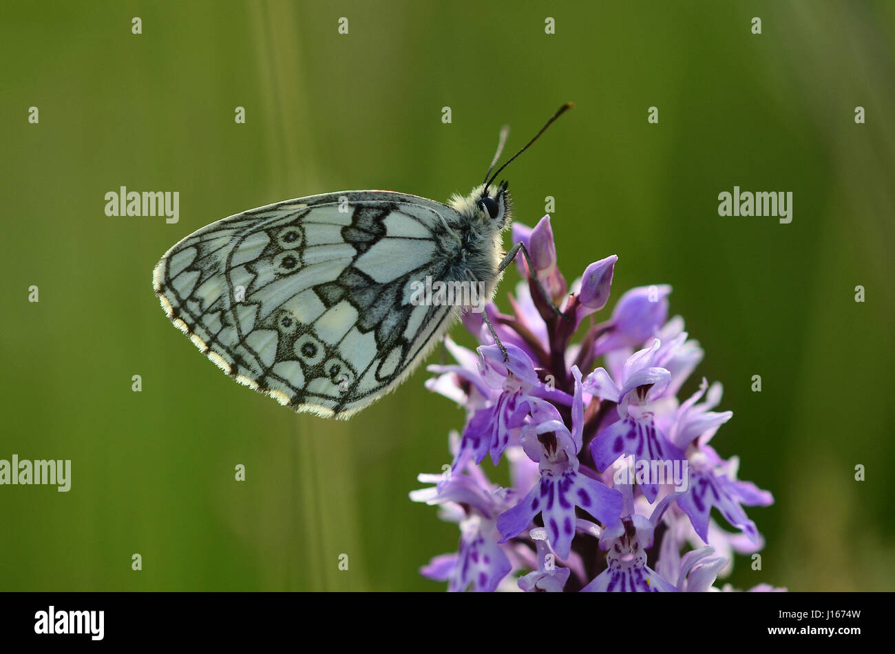 European black and whites hi-res stock photography and images - Alamy