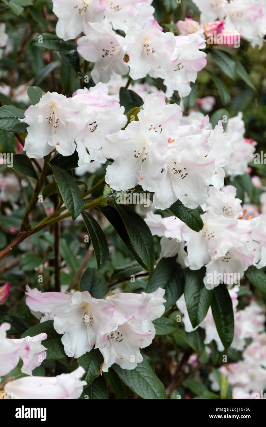 Pink and white spring flowers of the heavily scented evergreen ...