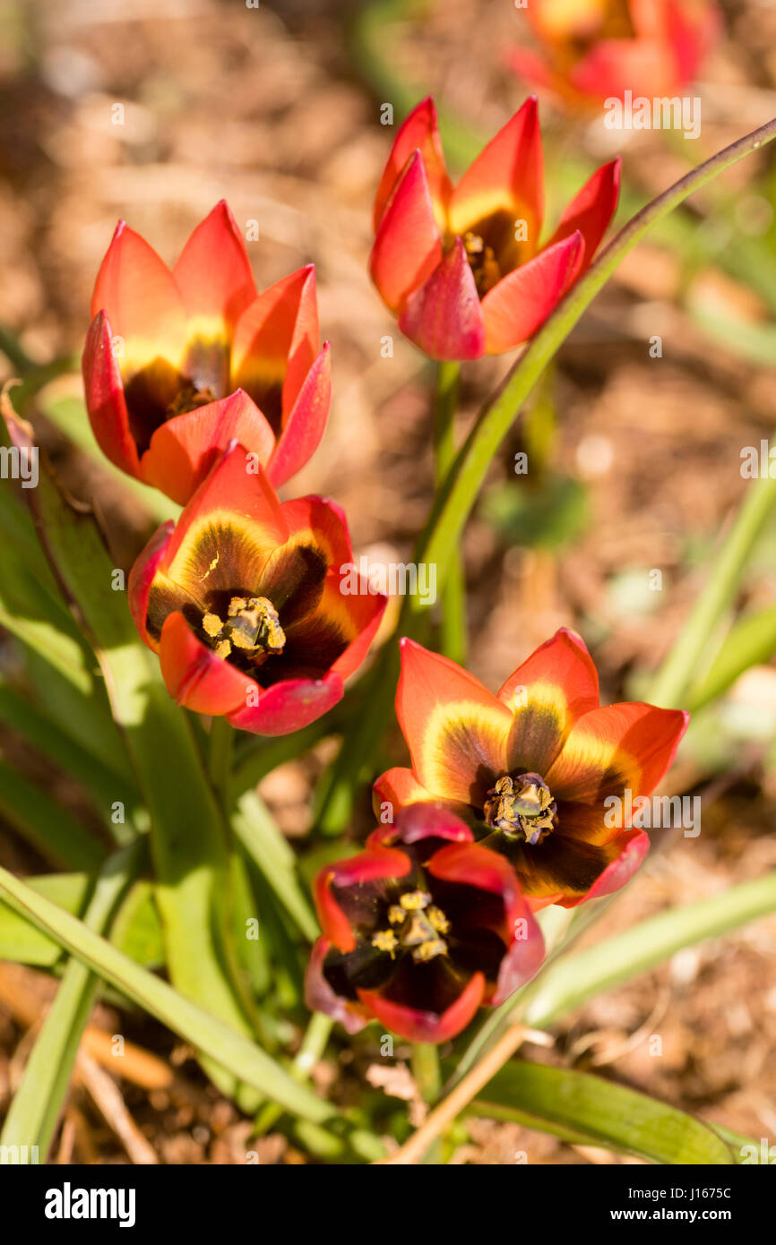 Red petals open to reveal a black and yellow eye in the dwarf species ...