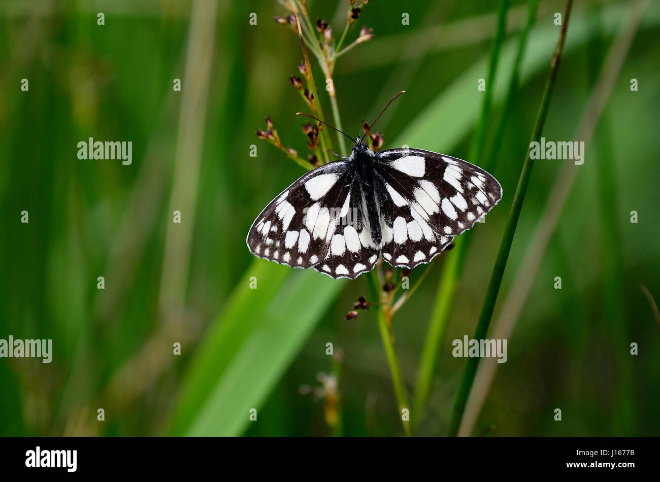 Intricate marbled detail hi-res stock photography and images - Alamy