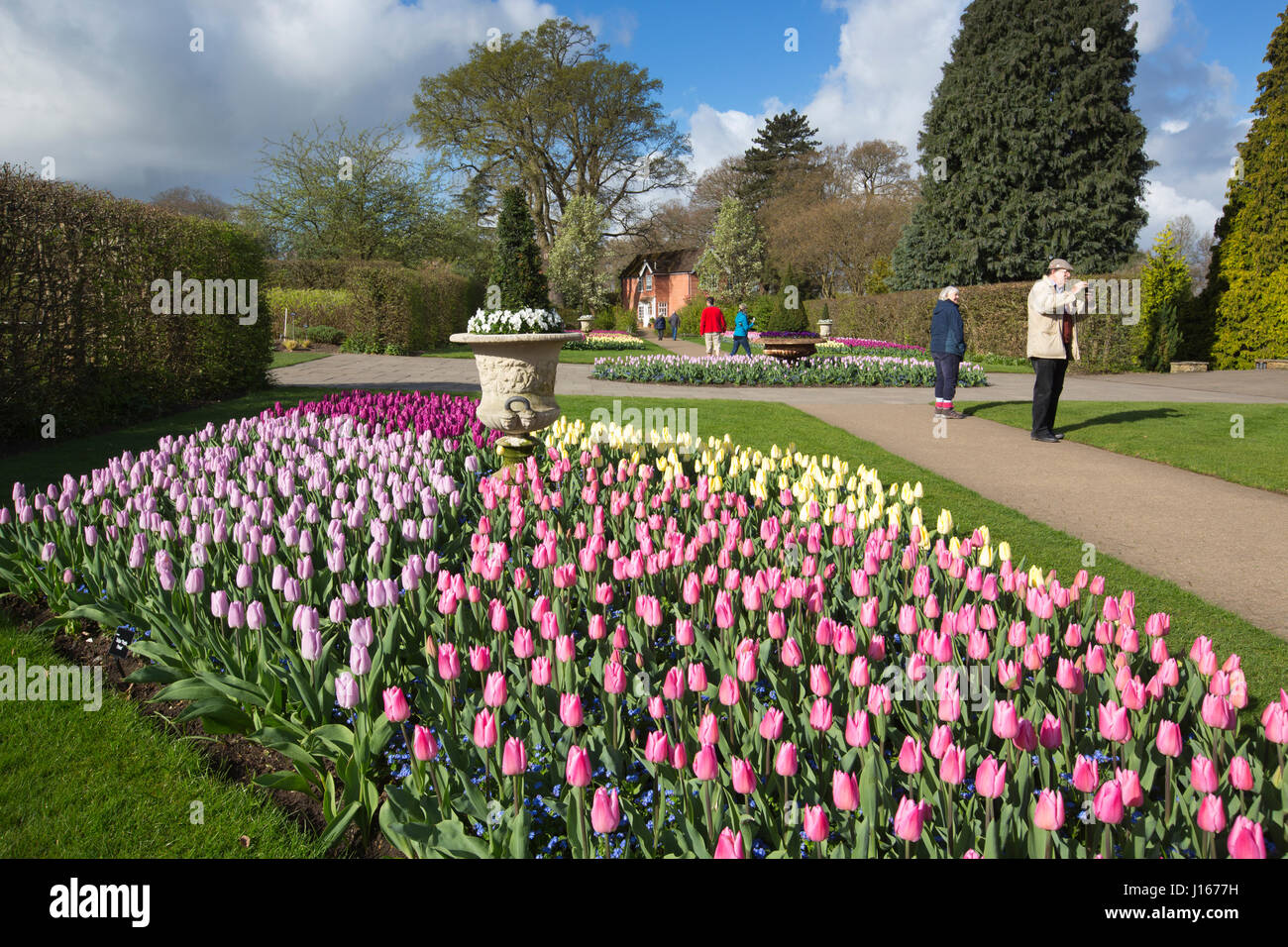 Tulips on display at RHS Wisley Gardens Stock Photo - Alamy
