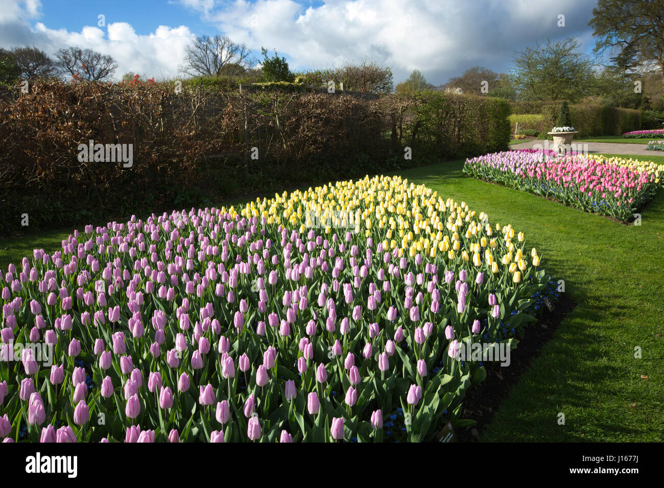 Tulip flower display bulbs hi-res stock photography and images - Alamy