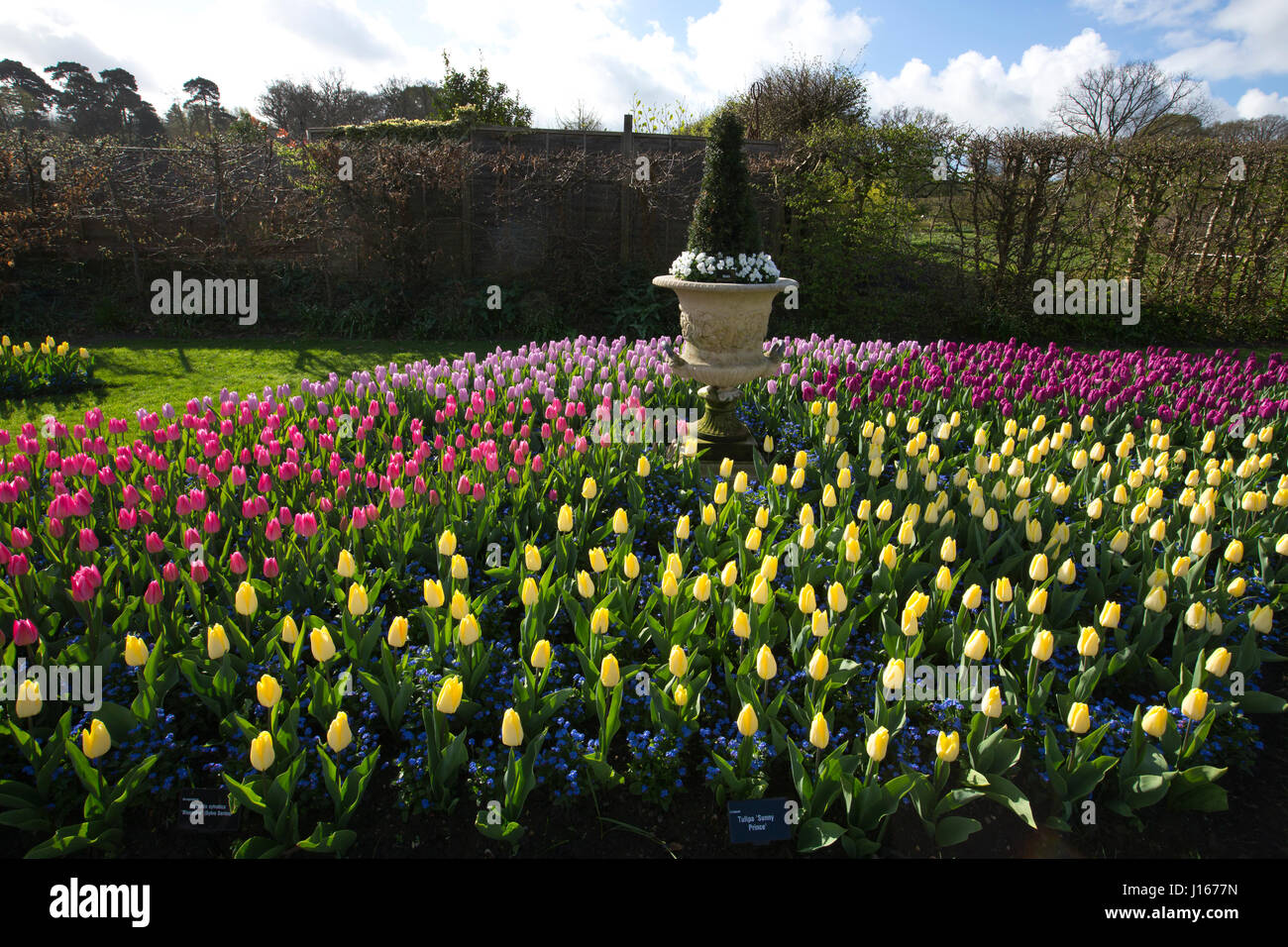 Tulips on display at RHS Wisley Gardens Stock Photo - Alamy