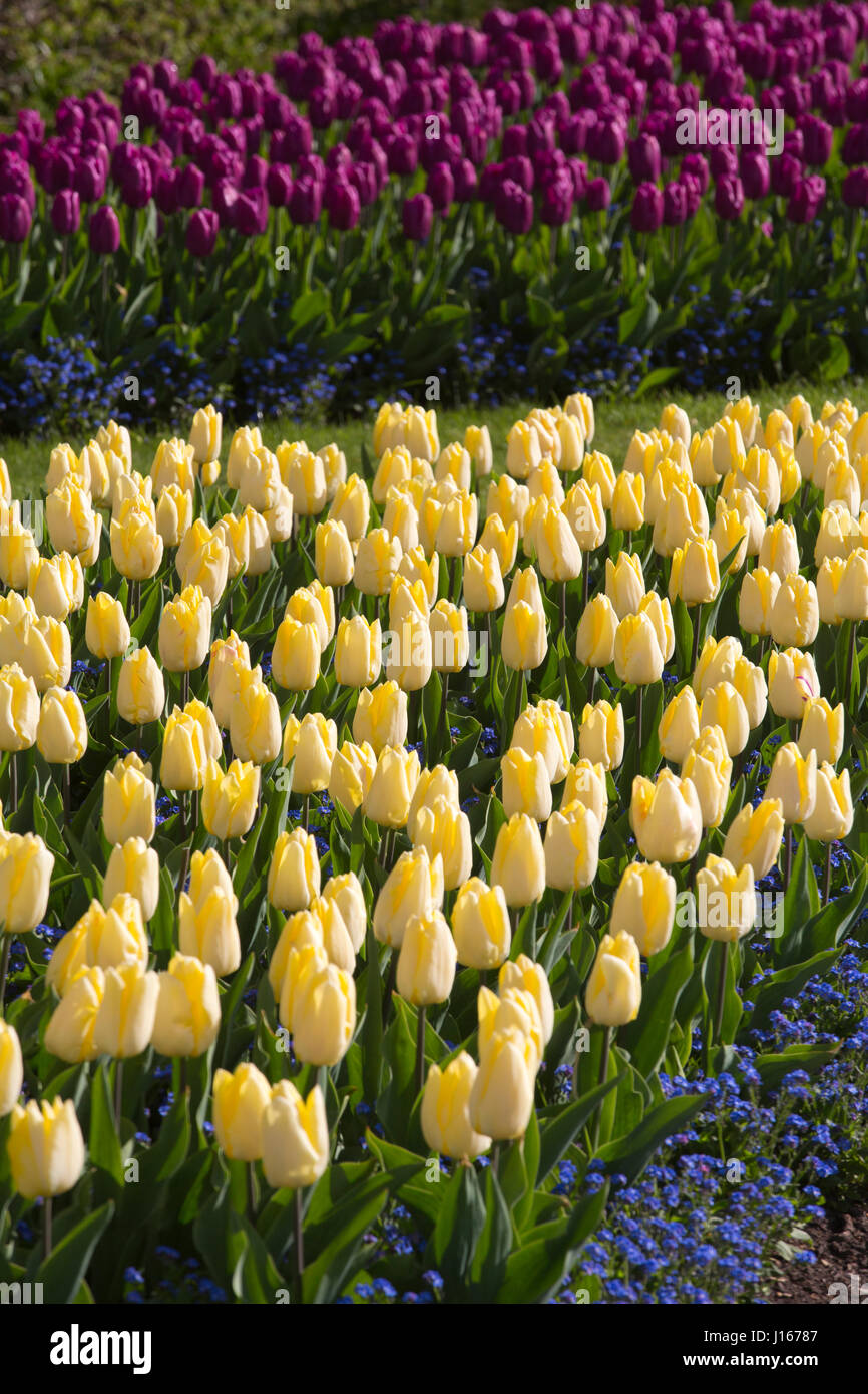 Tulips on display at RHS Wisley Gardens Stock Photo - Alamy