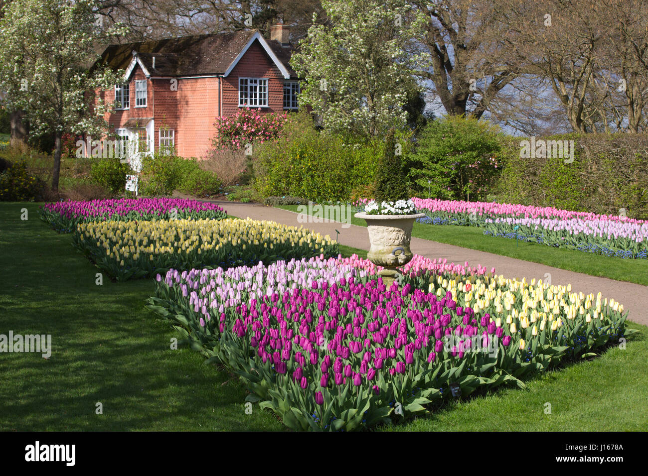 Tulips on display at RHS Wisley Gardens Stock Photo - Alamy