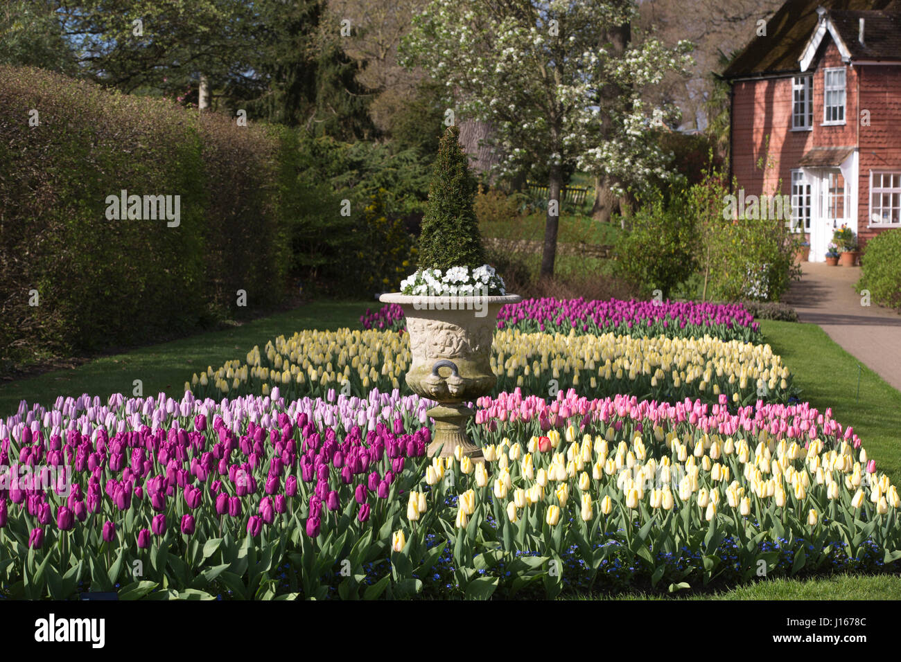 Tulips on display at RHS Wisley Gardens Stock Photo - Alamy
