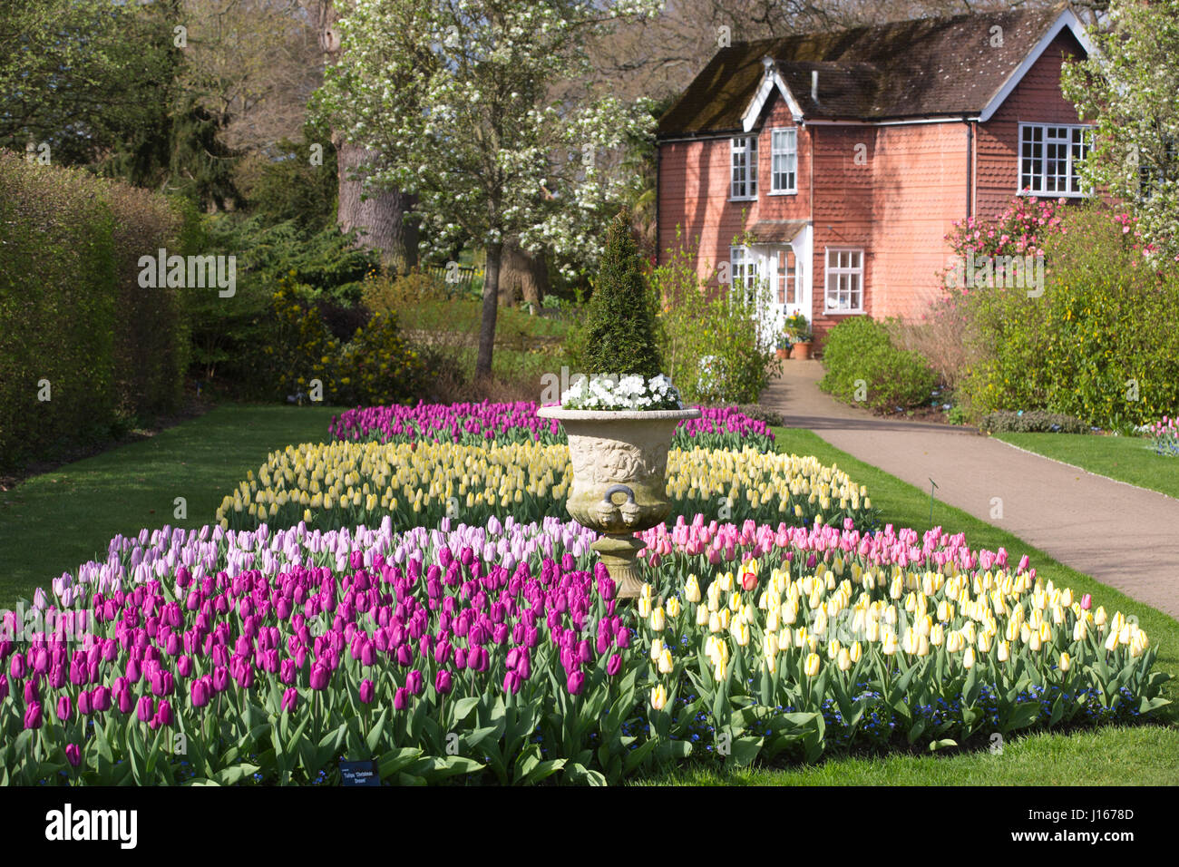 Tulips on display at RHS Wisley Gardens Stock Photo - Alamy