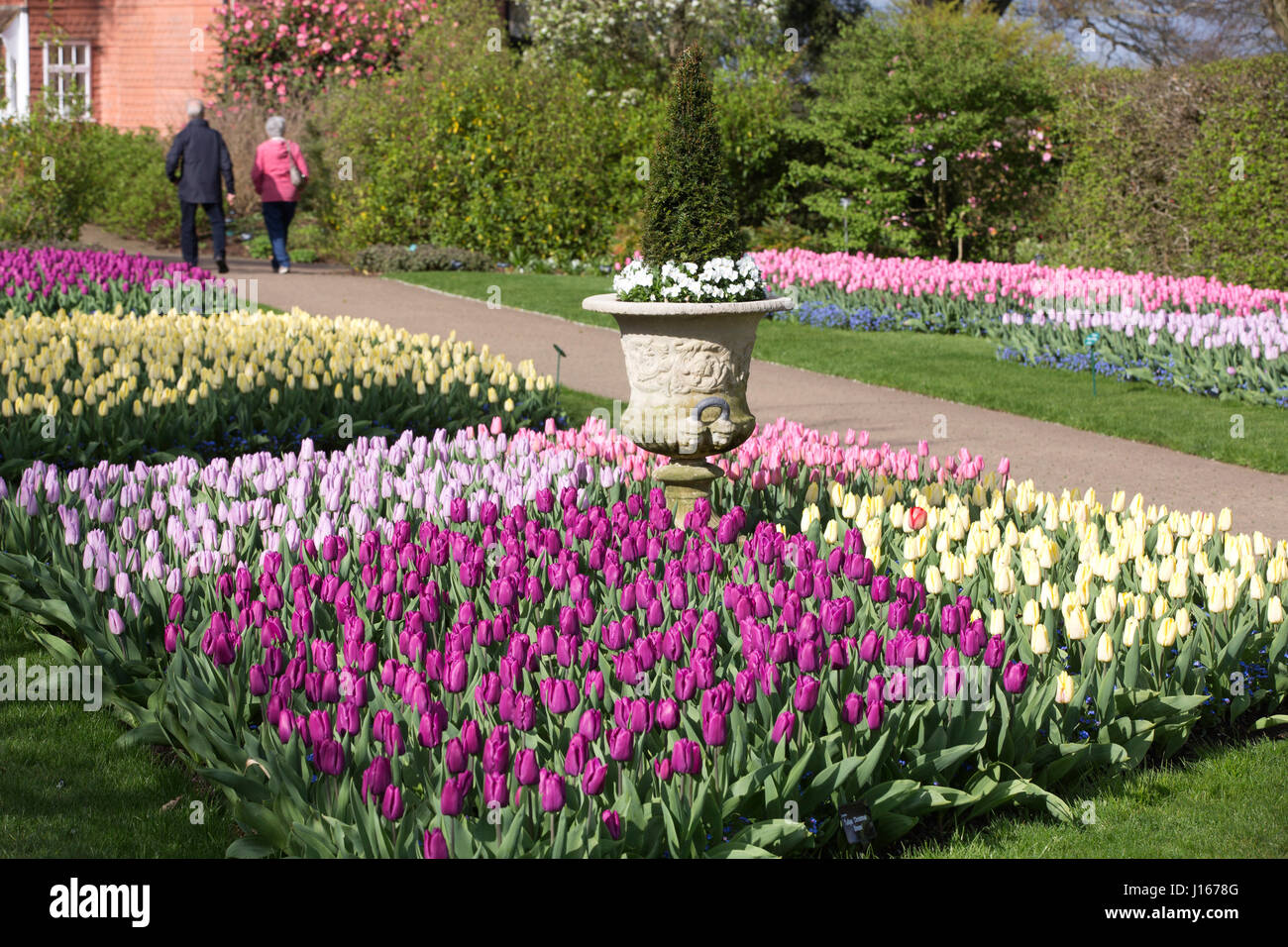 Tulips on display at RHS Wisley Gardens Stock Photo - Alamy