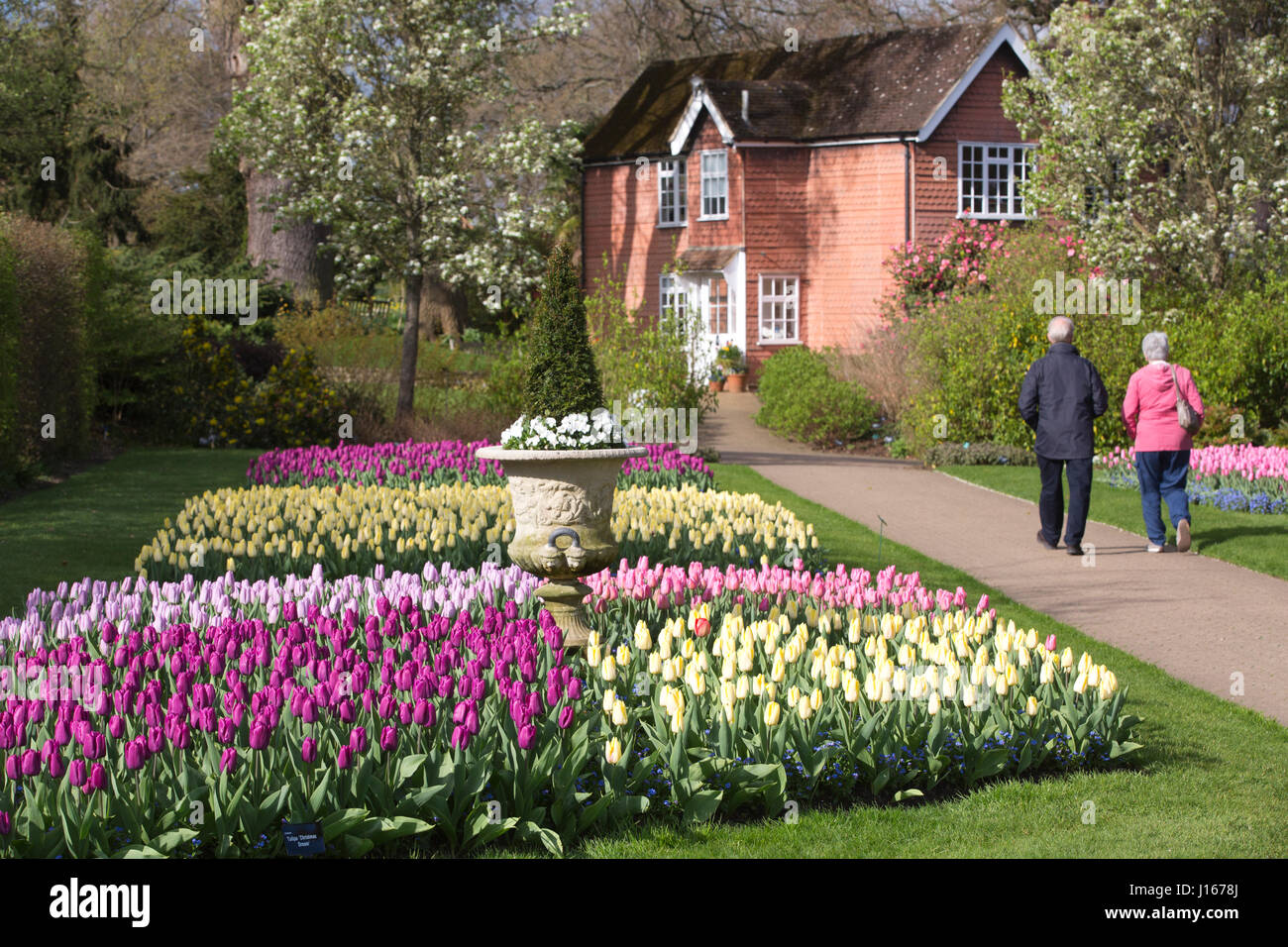 Tulips on display at RHS Wisley Gardens Stock Photo - Alamy