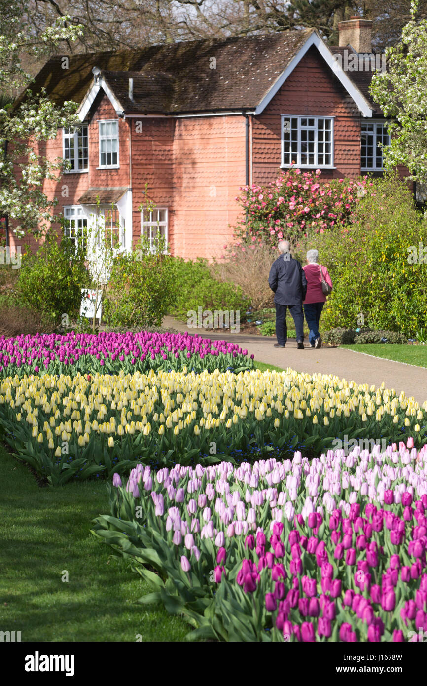 Tulips on display at RHS Wisley Gardens Stock Photo - Alamy