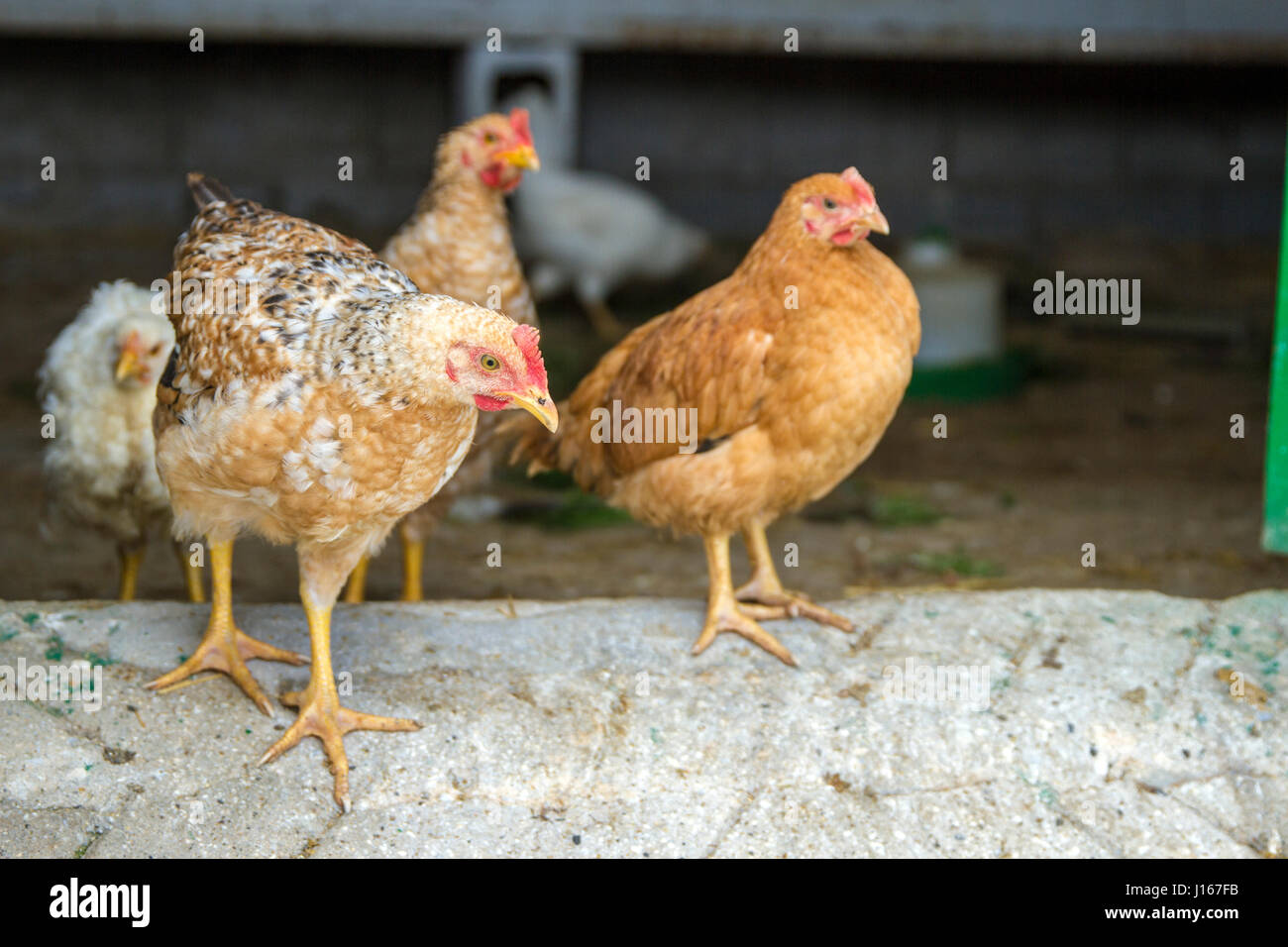 Country chickens hi-res stock photography and images - Alamy