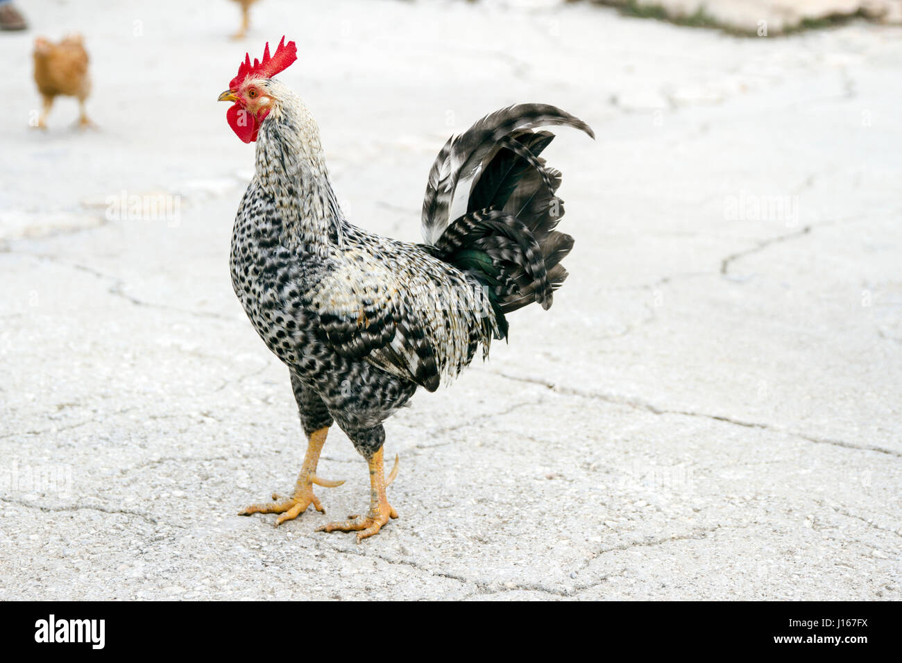 Country chickens hi-res stock photography and images - Alamy