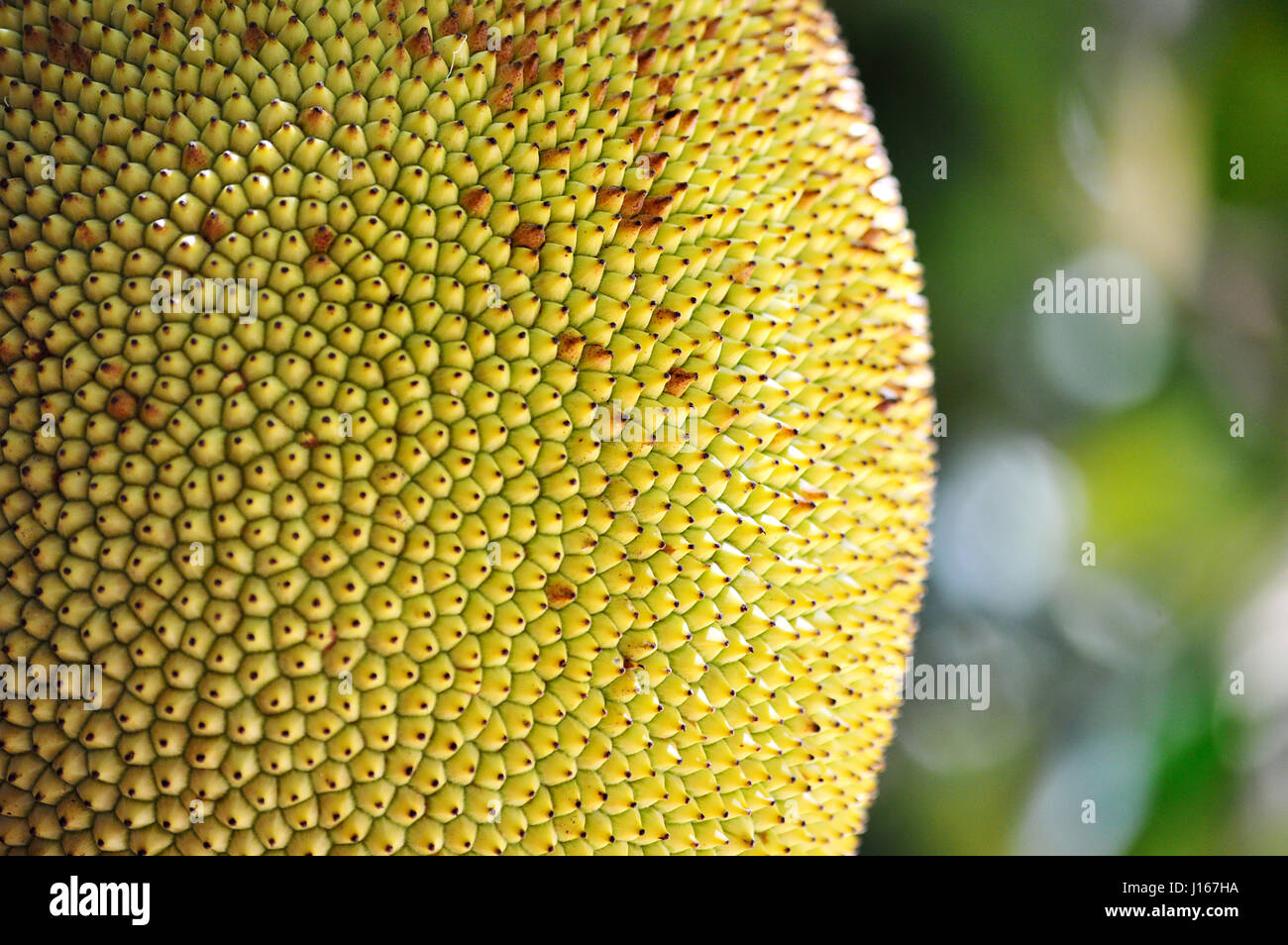 Closeup of a tropical fruit named Jaca Stock Photo - Alamy