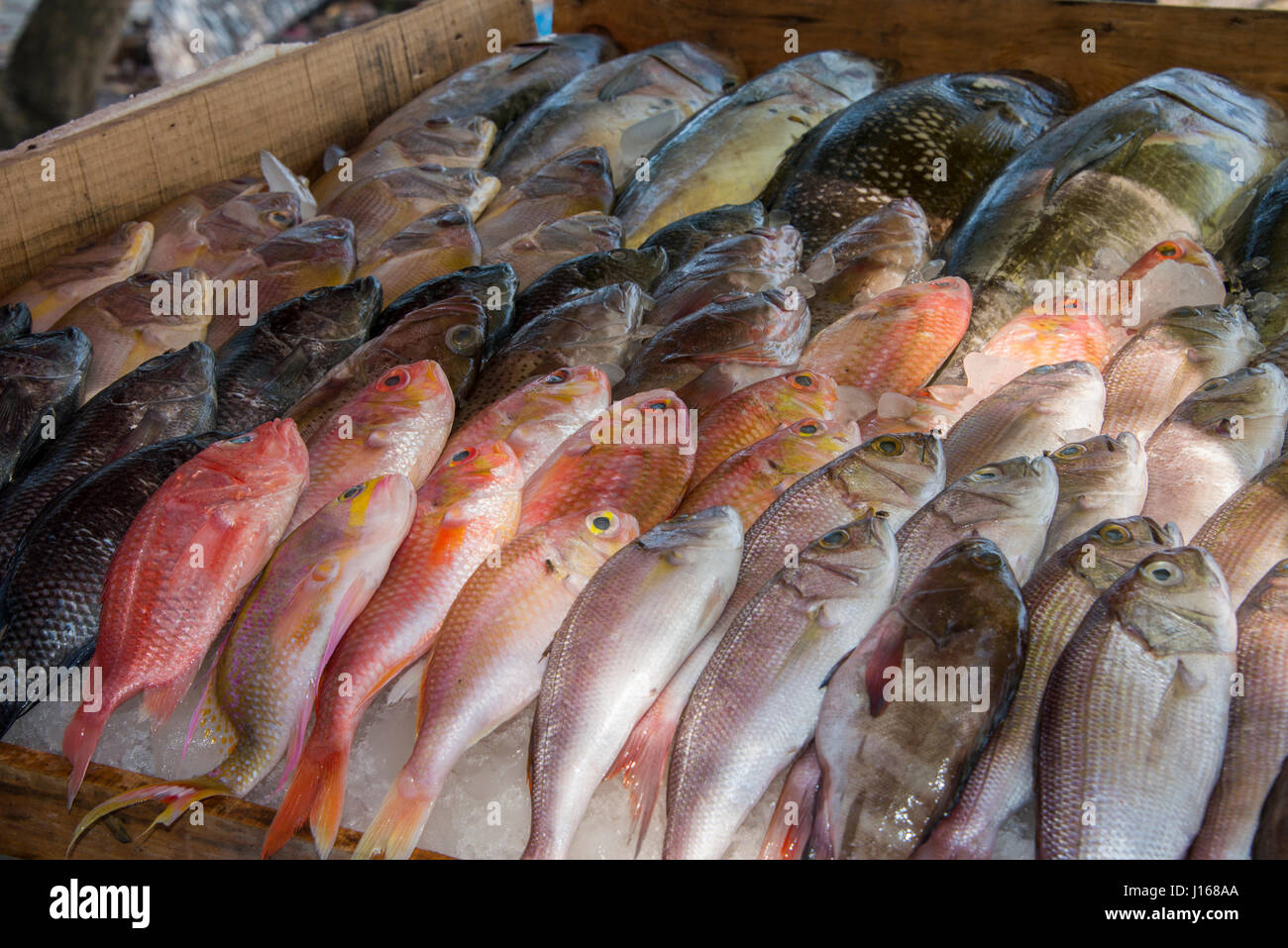 Kerala Fish Market High Resolution Stock Photography and Images - Alamy
