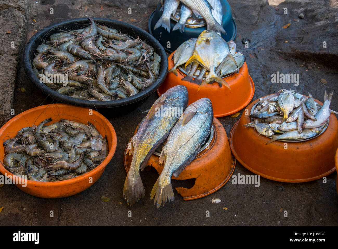 India, State of Kerala, port city of Cochin. Waterfront fish market ...