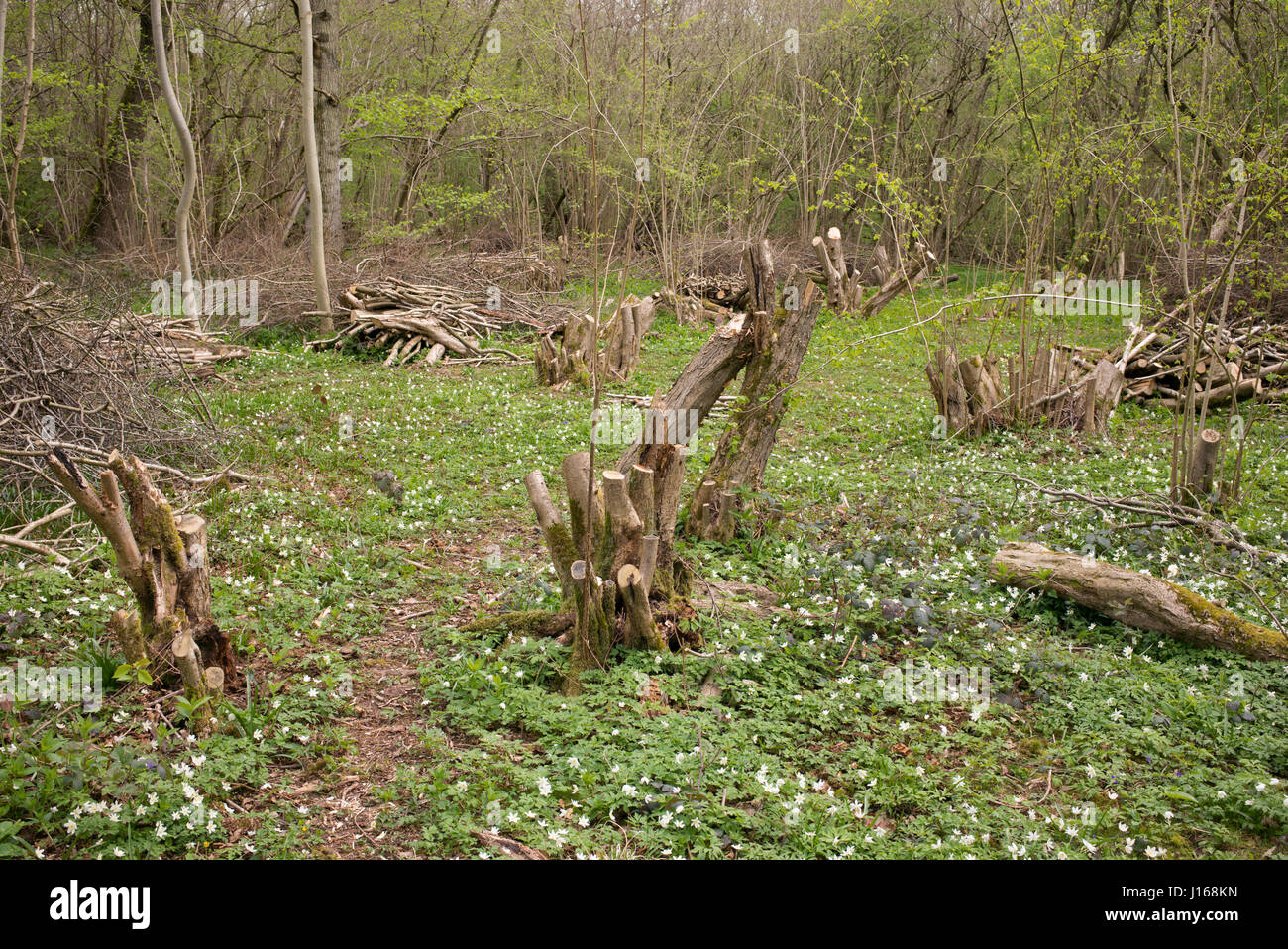 Coppiced hazel trees in an english woodland in spring. Oxfordshire, UK ...