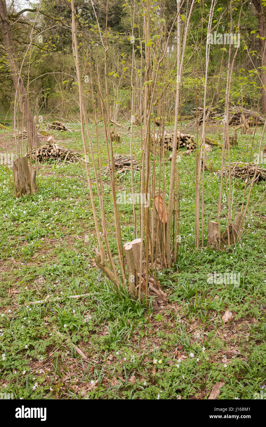 Coppicing hi-res stock photography and images - Alamy