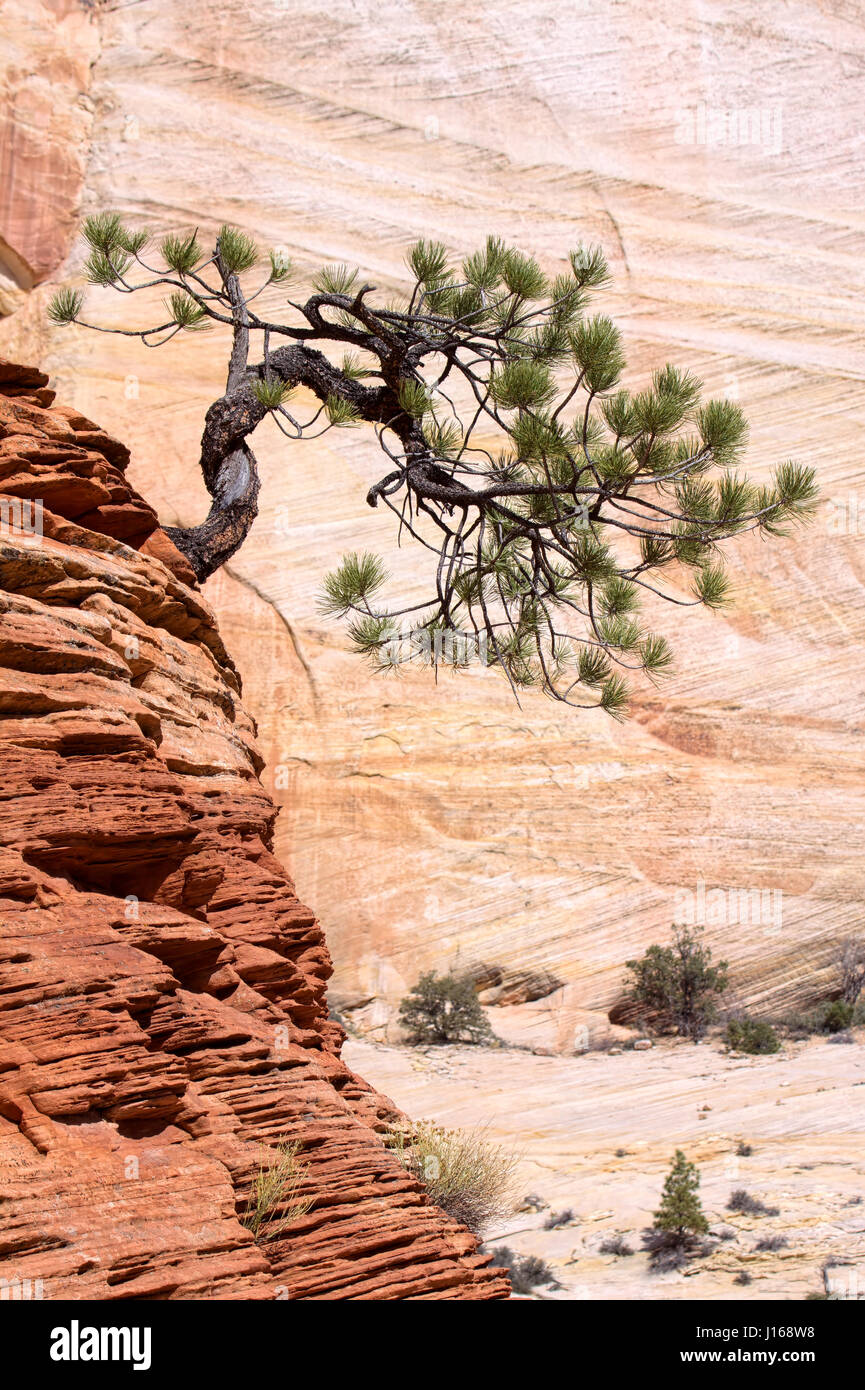 Stunted tree hi-res stock photography and images - Alamy