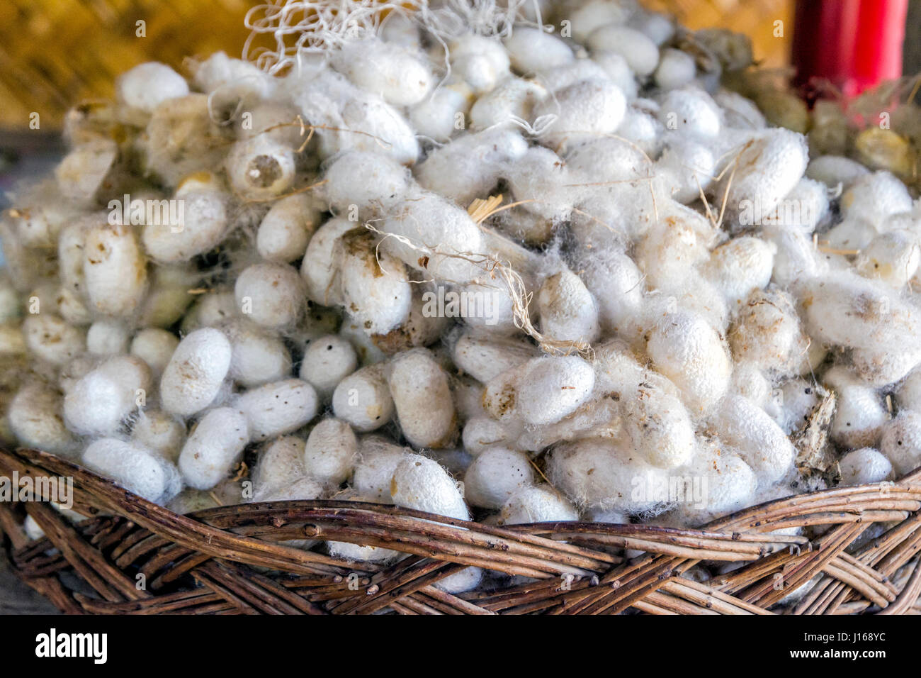 Basket of dried silk cocoons Stock Photo - Alamy