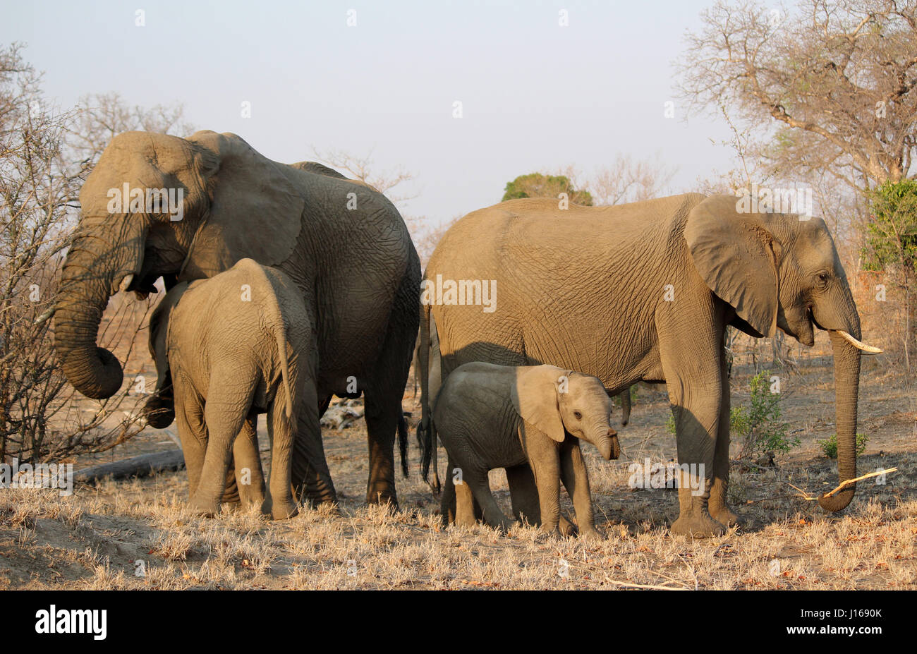 Elephant family with calf facing the camera Stock Photo - Alamy