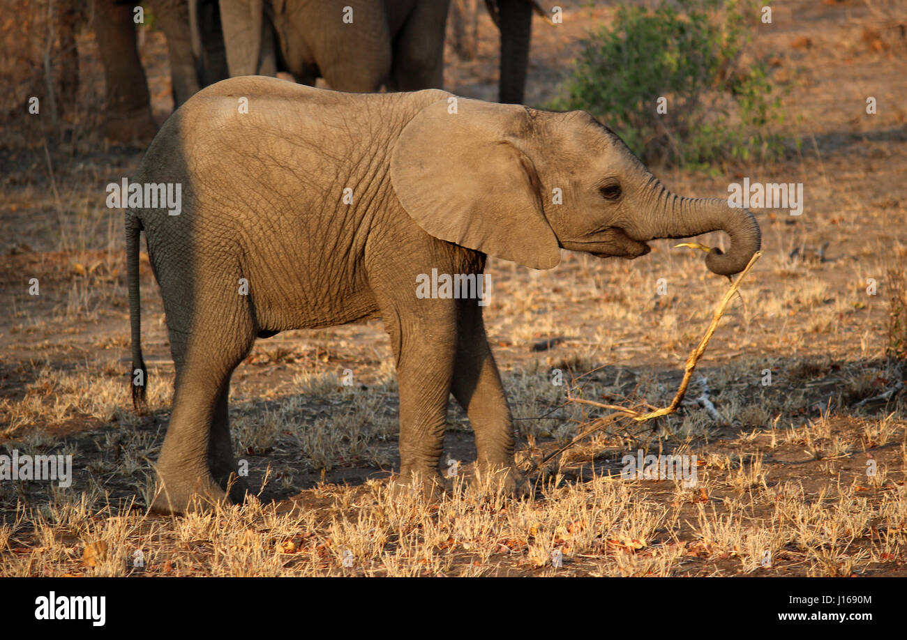 Baby Elephant taking bark from small branch Stock Photo - Alamy