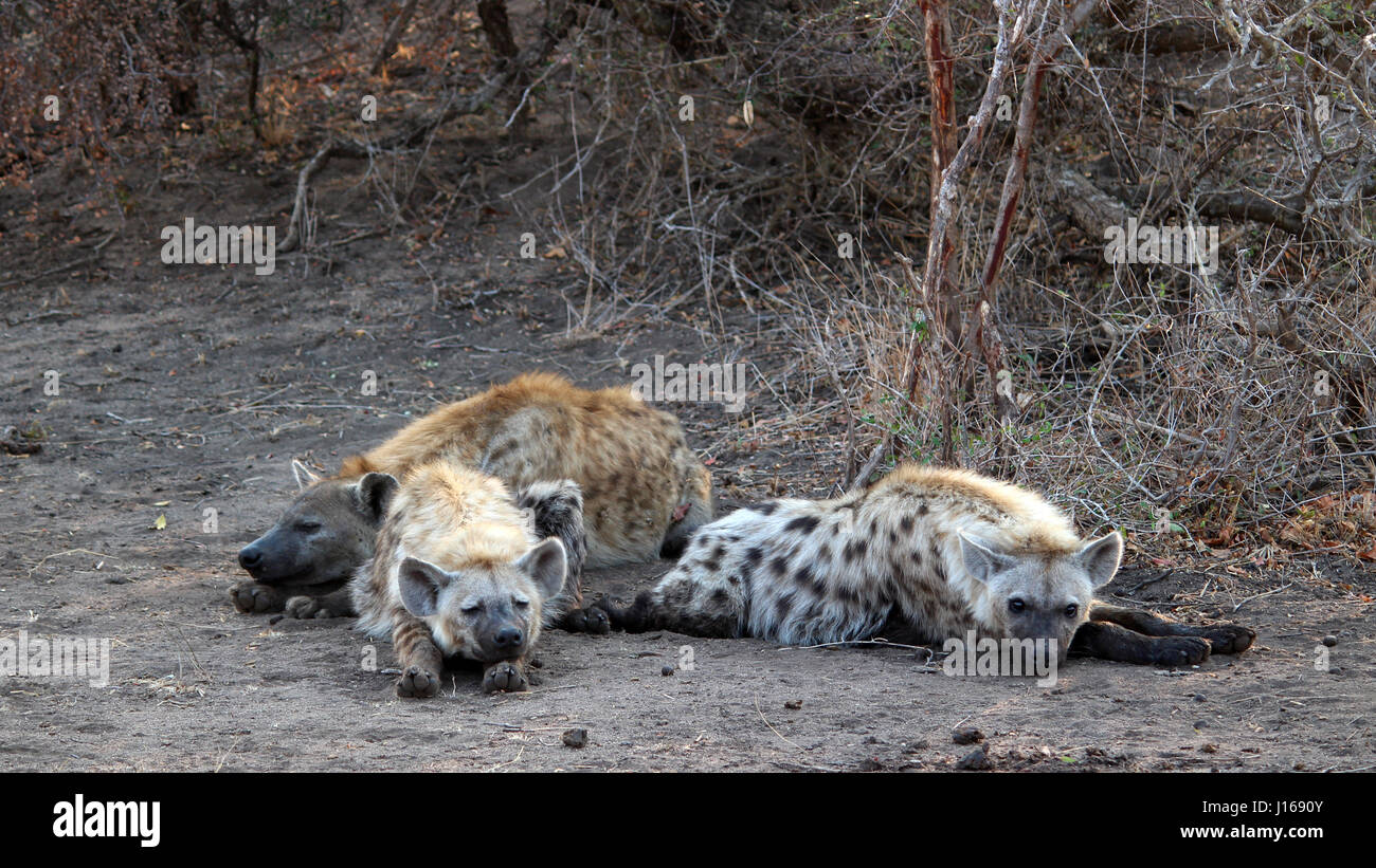 Hyena lying resting hi-res stock photography and images - Alamy