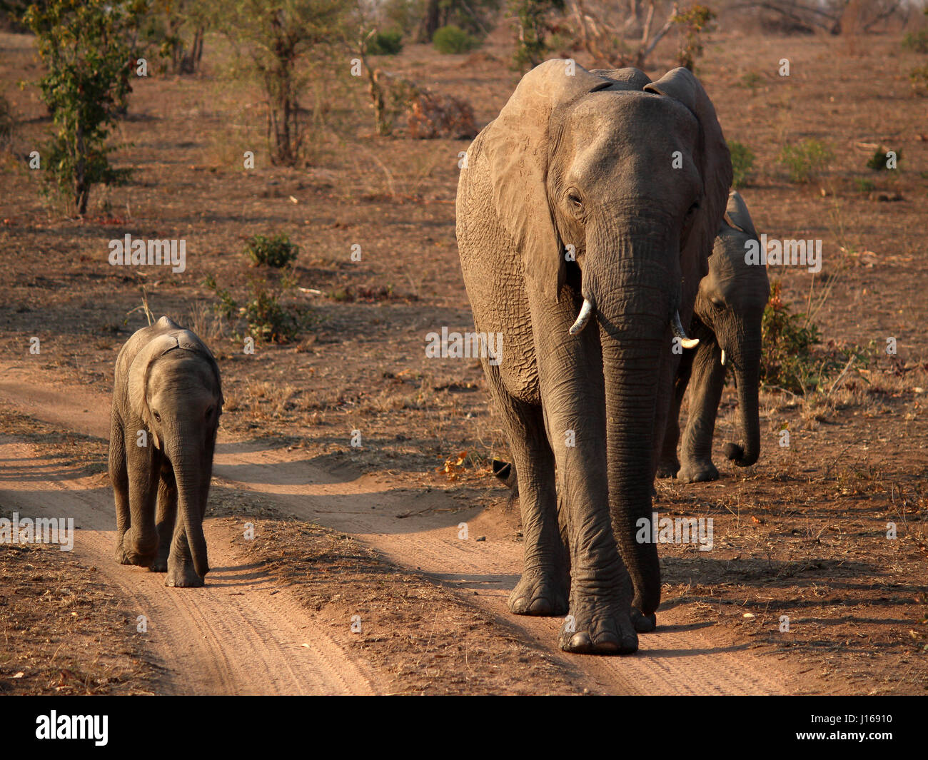 Elephant family in safari hi-res stock photography and images - Alamy