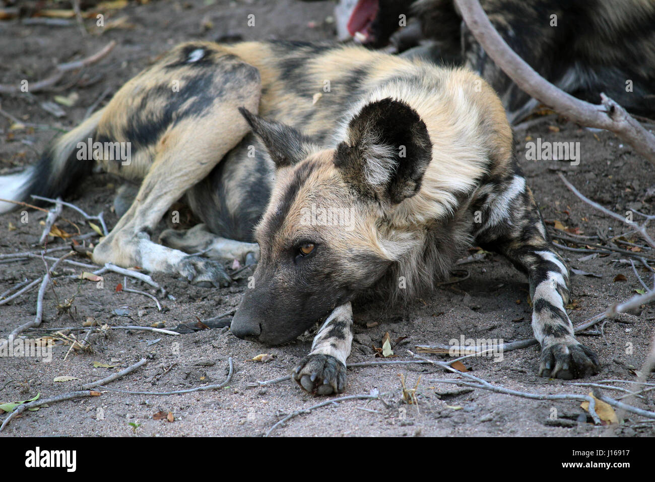 African Wild Dogs resting on paws Stock Photo - Alamy