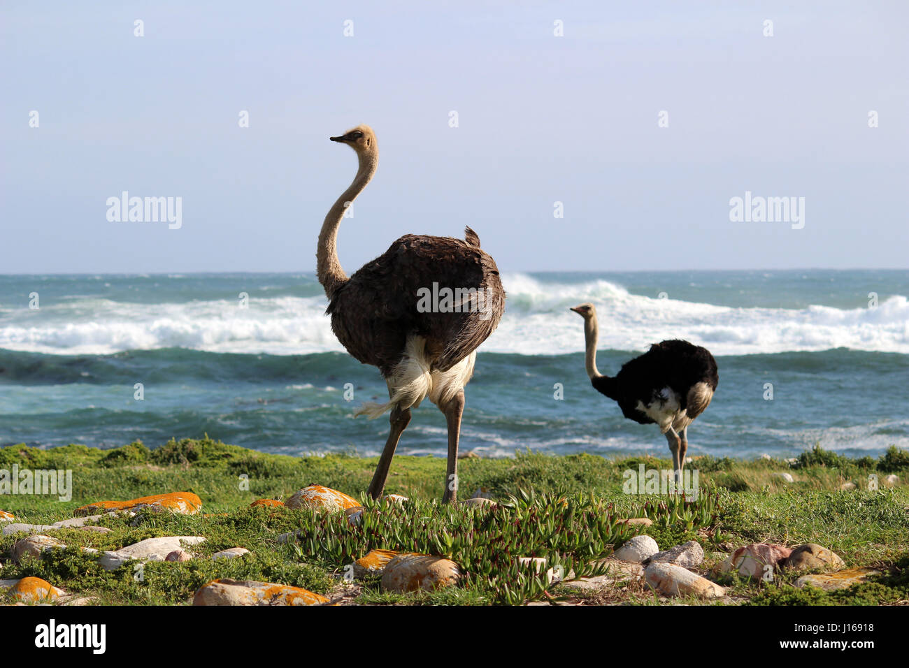 Wild ostrich in cape hi-res stock photography and images - Alamy