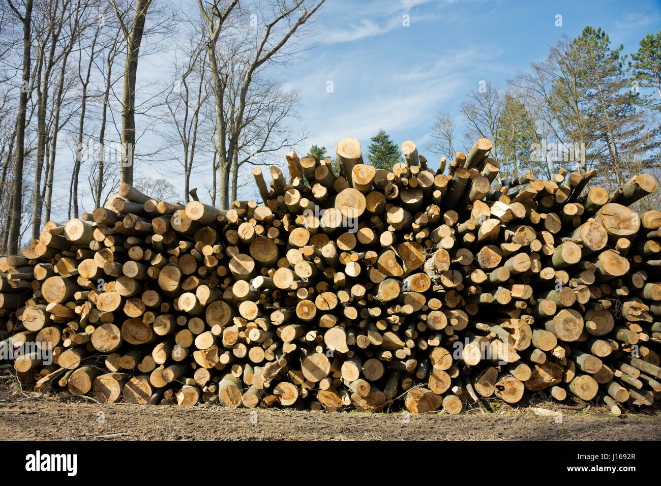 Woodpile of freshly harvested beech logs on a forest road under sunny ...