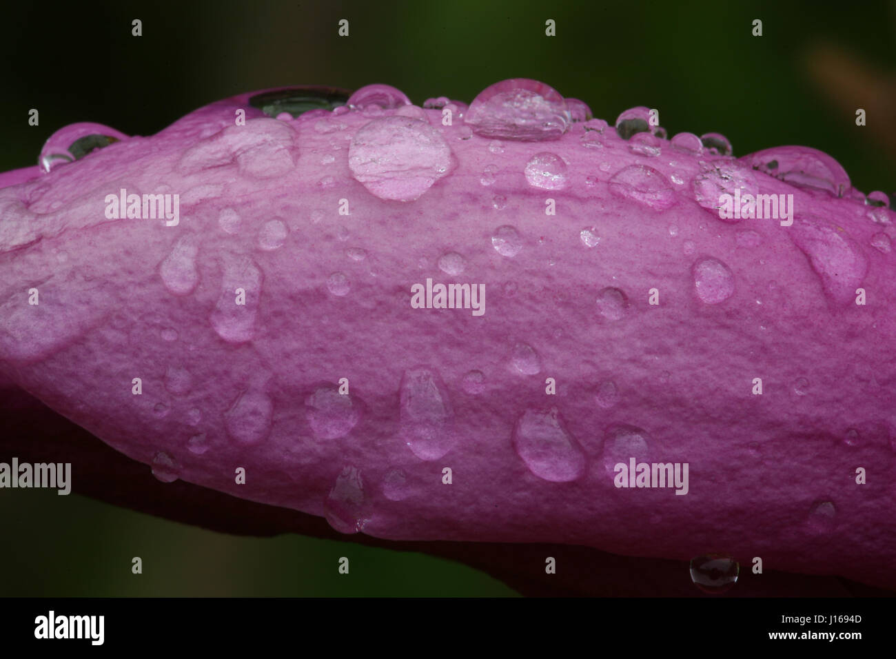 raindrops on spring garden Stock Photo - Alamy